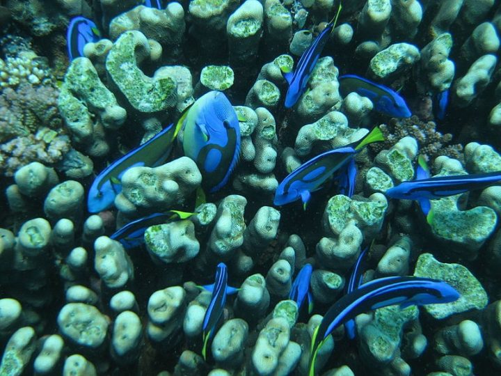 Diving Zanzibar & Pemba: the Best Scuba in Tanzania, Africa