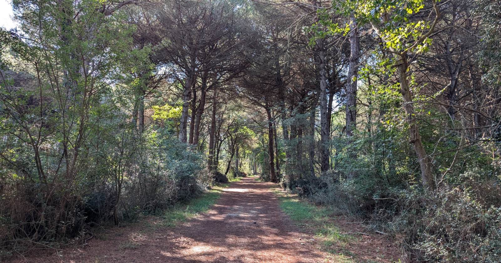 Ciclovia Pineta di Classe, da Ravenna a Cervia nel Bosco